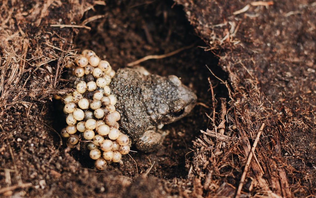 News: Protected toads can't stop Dutch GP, court rules | CarSifu